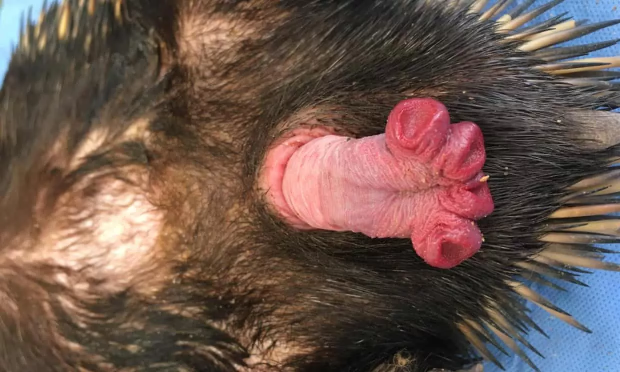 Echidna Penis Nudes Nsfw wtf NUDE PICS ORG